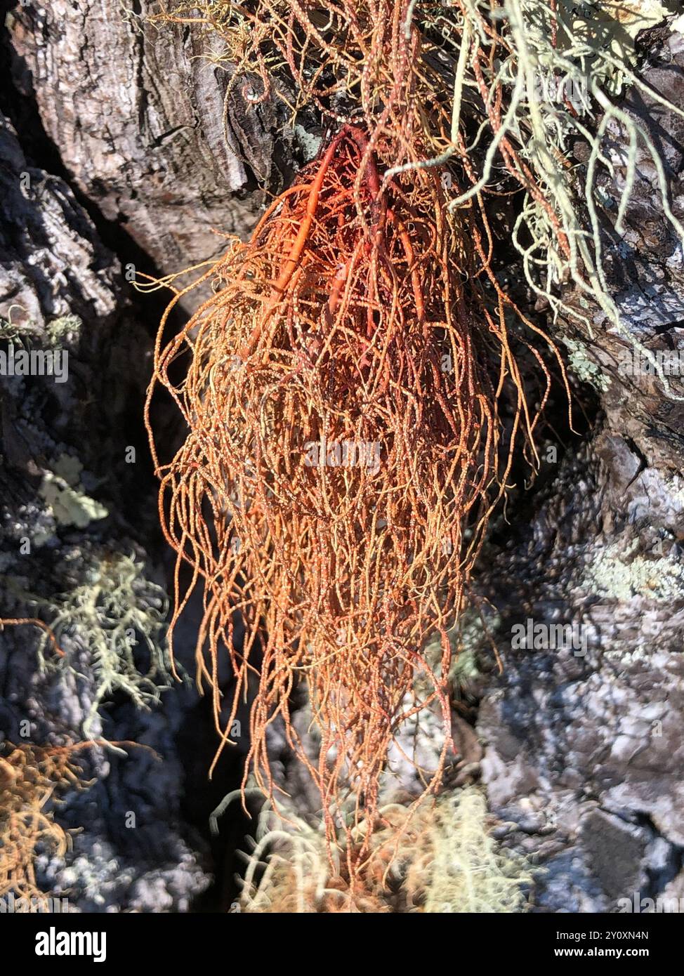 Red Beard Lichen (Usnea rubicunda) Fungi Stock Photo - Alamy