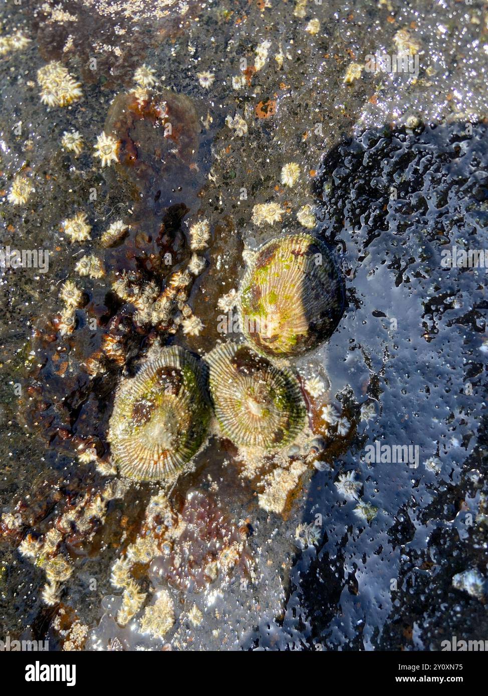 (Siphonaria pectinata) Mollusca Stock Photo - Alamy