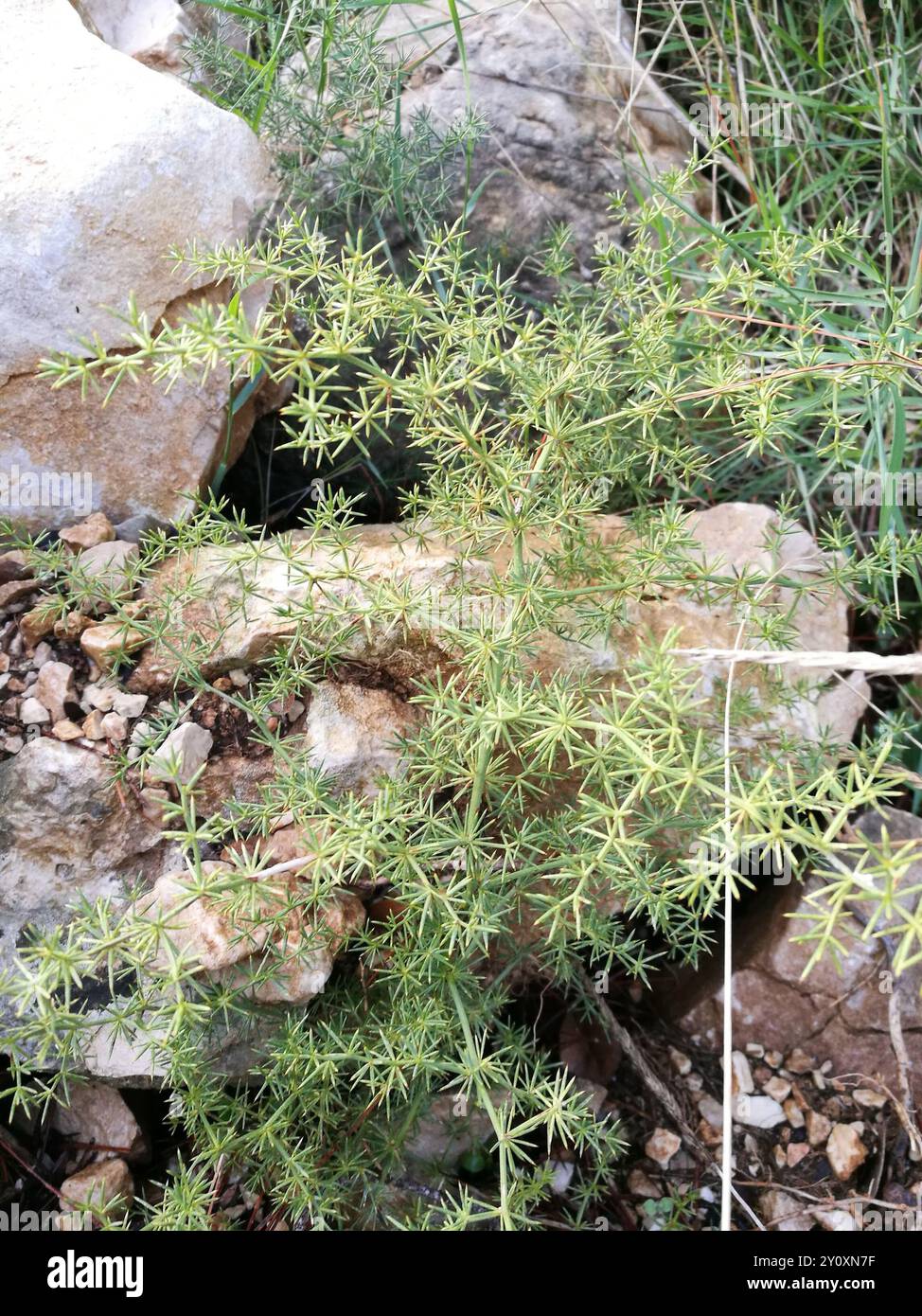 Spiny Asparagus (Asparagus acutifolius) Plantae Stock Photo - Alamy