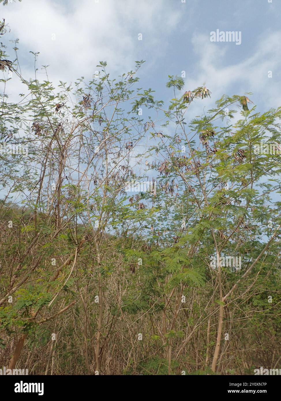 White leadtree (Leucaena leucocephala) Plantae Stock Photo - Alamy