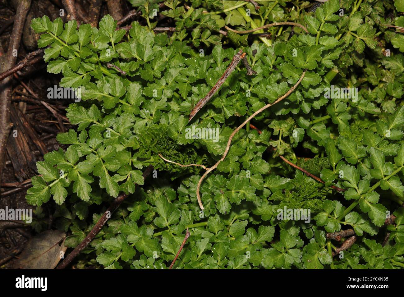 Hemlock Water-dropwort (Oenanthe crocata) Plantae Stock Photo - Alamy