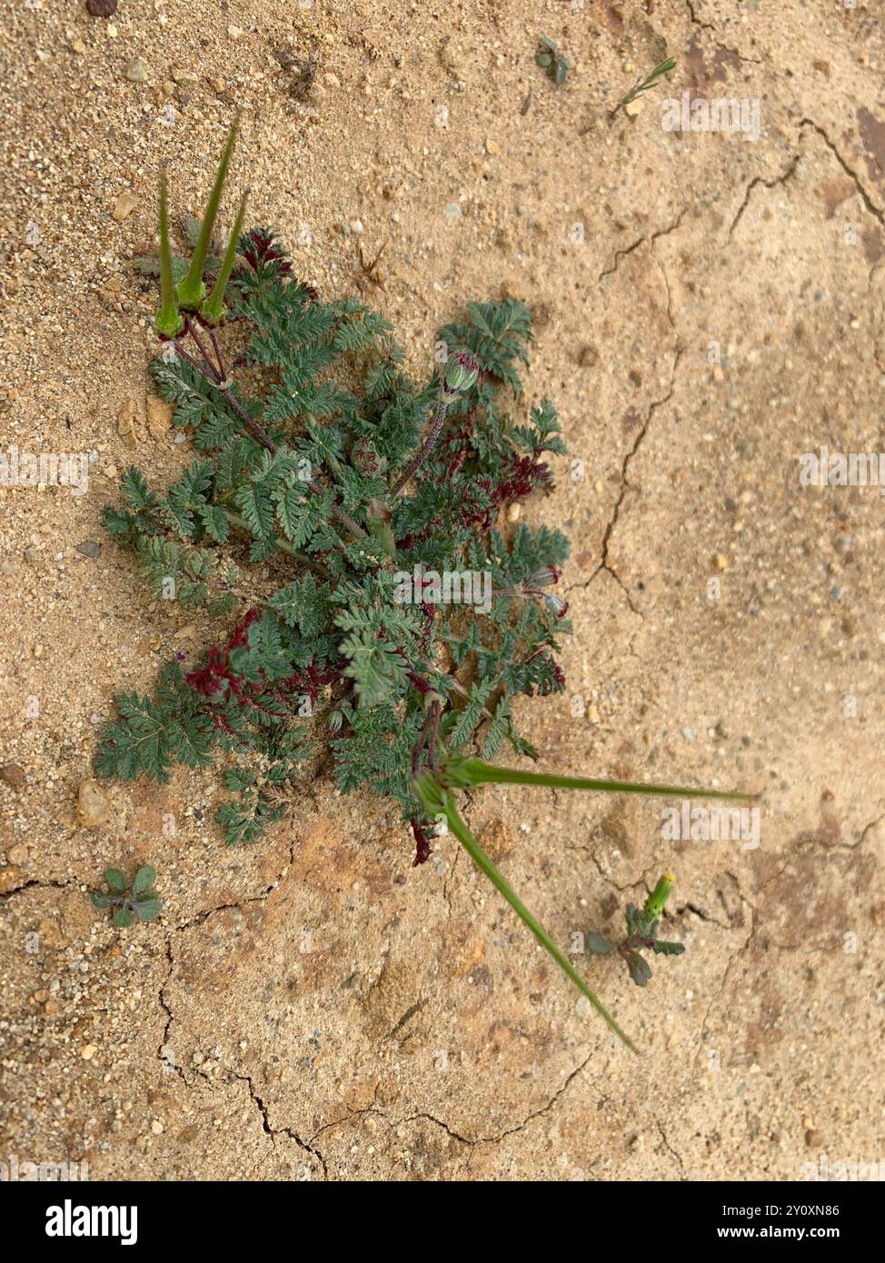 Redstem Stork's-bill (Erodium cicutarium) Plantae Stock Photo - Alamy
