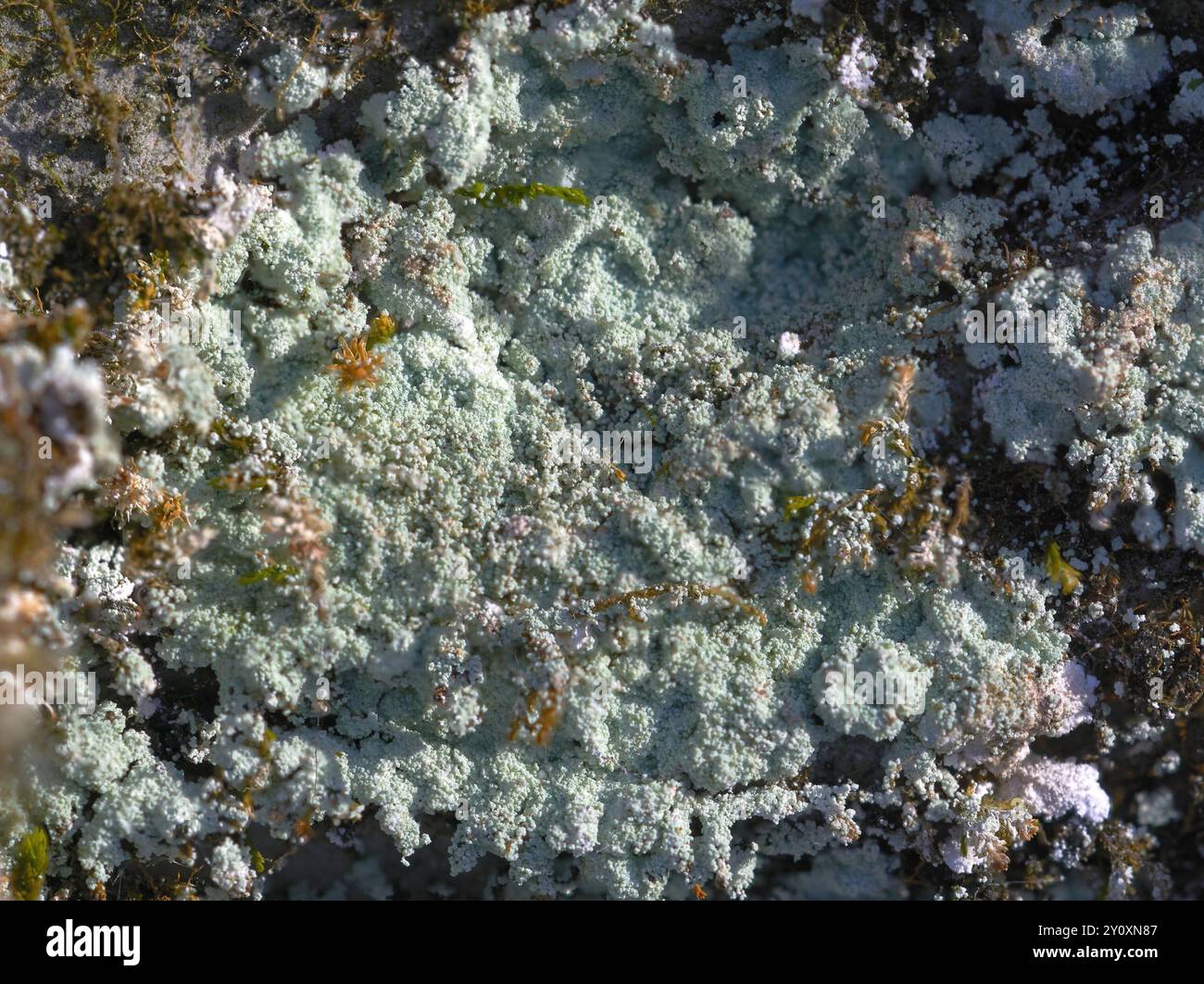 Fluffy Dust Lichen (Lepraria finkii) Fungi Stock Photo - Alamy