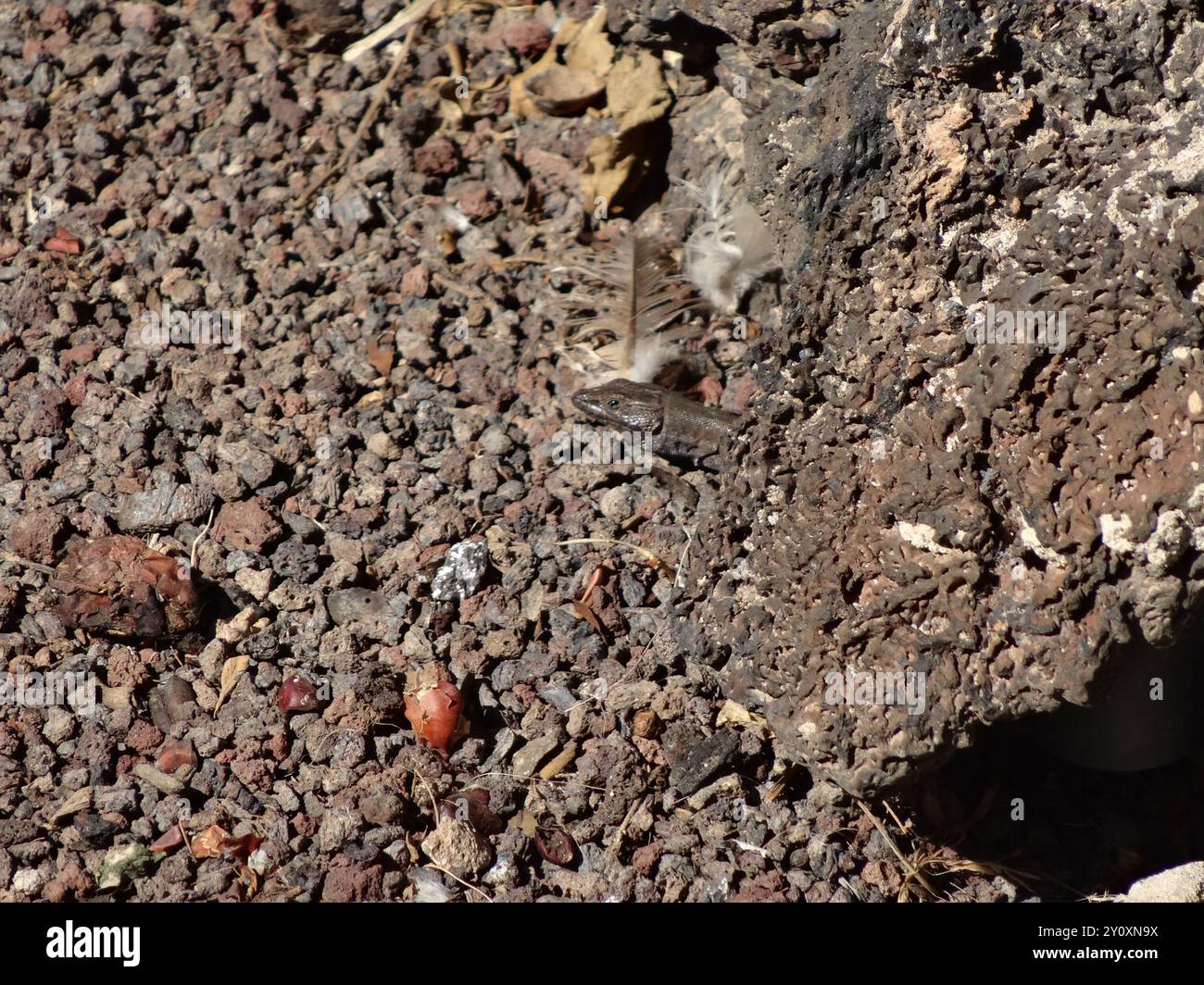 Atlantic Lizard (Gallotia atlantica) Reptilia Stock Photo - Alamy