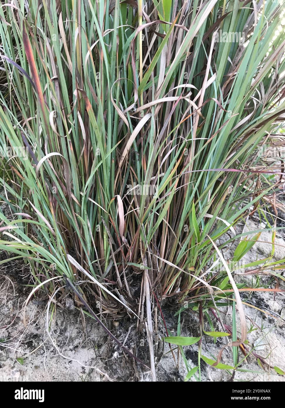 grasses (Poaceae) Plantae Stock Photo - Alamy