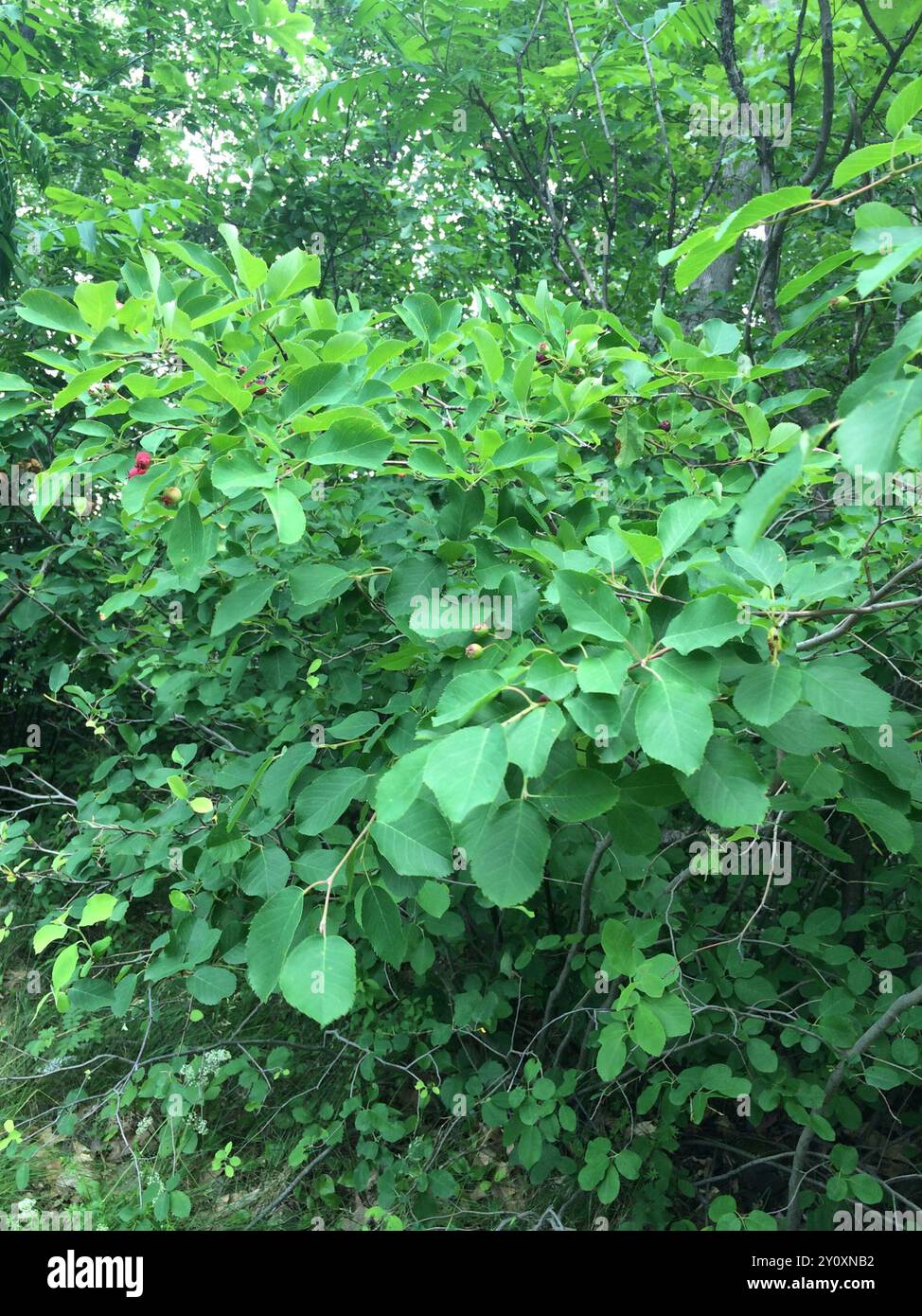 Running Serviceberry (Amelanchier stolonifera) Plantae Stock Photo - Alamy
