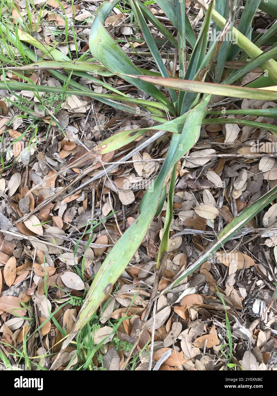 Twisted-leaf Yucca (Yucca rupicola) Plantae Stock Photo - Alamy