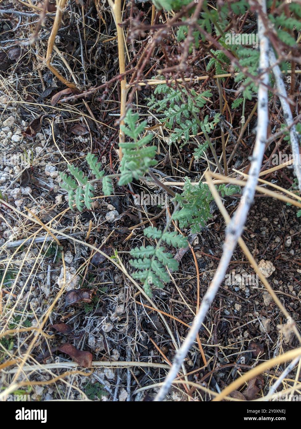 Scorpionweeds (Phacelia) Plantae Stock Photo - Alamy