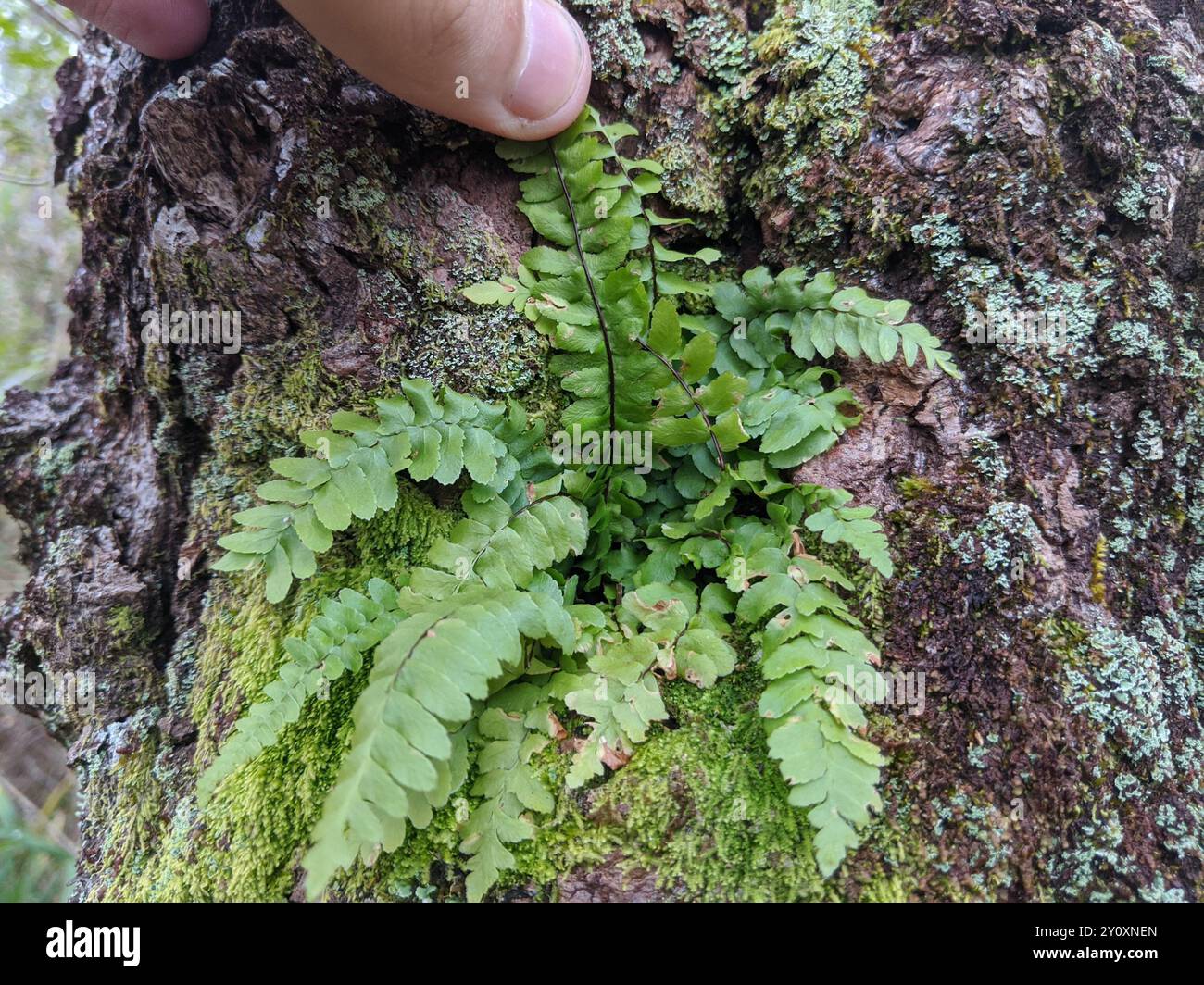 ebony spleenwort (Asplenium platyneuron) Plantae Stock Photo - Alamy