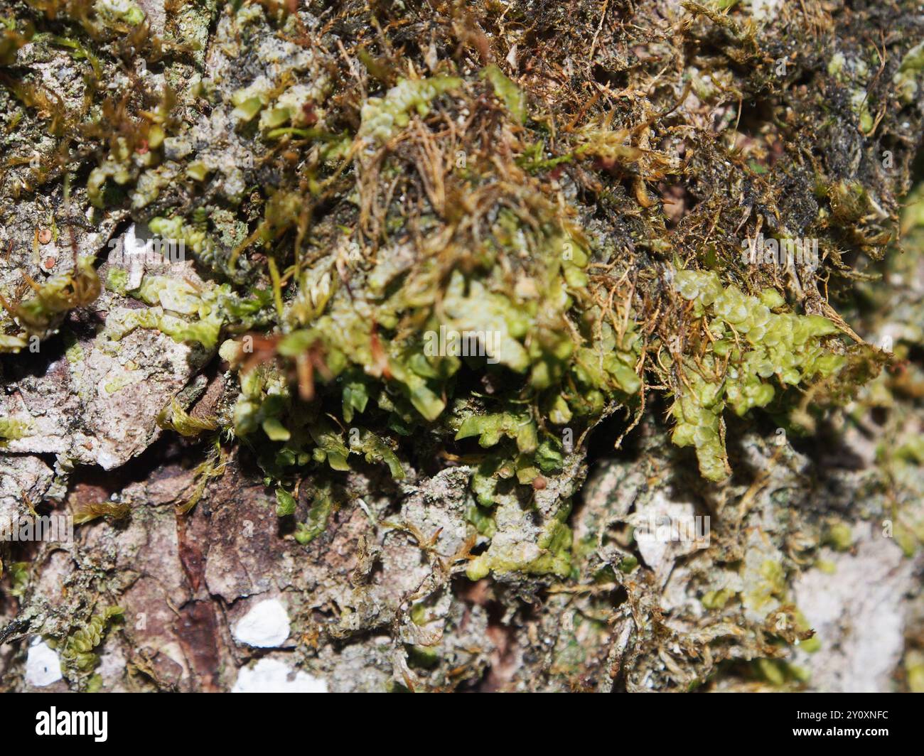 Flat-leaved Scalewort (Radula complanata) Plantae Stock Photo - Alamy
