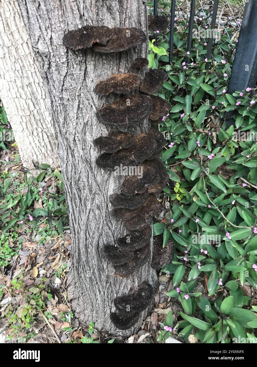 Hairy Hexagonia (Hexagonia hydnoides) Fungi Stock Photo - Alamy