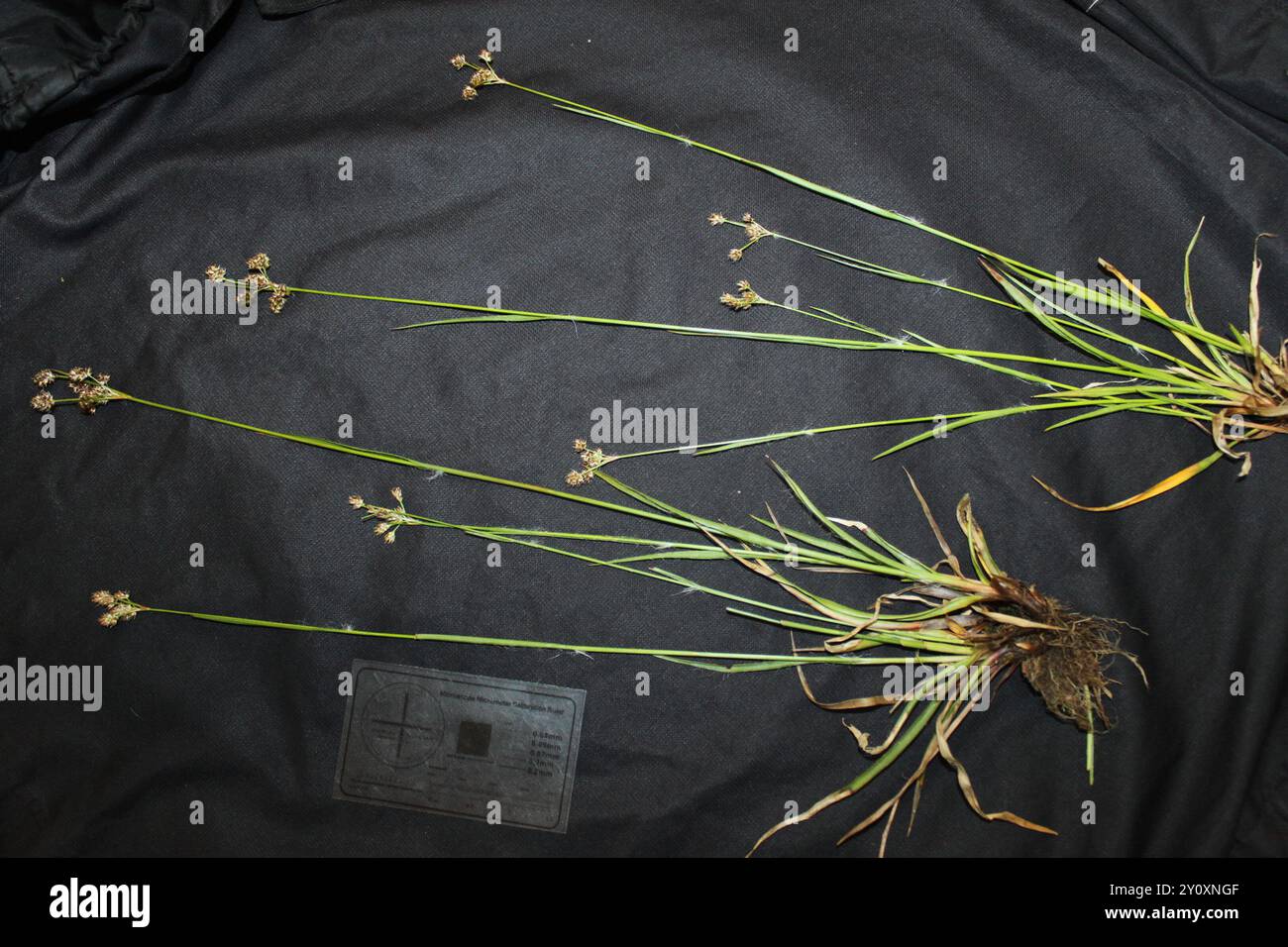 heath wood-rush (Luzula multiflora) Plantae Stock Photo - Alamy