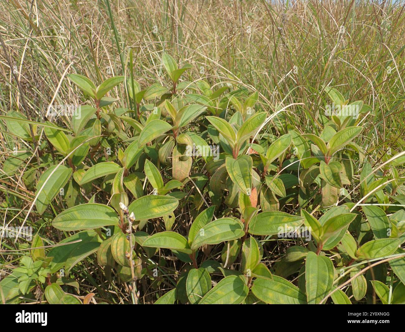 Common Melastoma (Melastoma candidum) Plantae Stock Photo - Alamy
