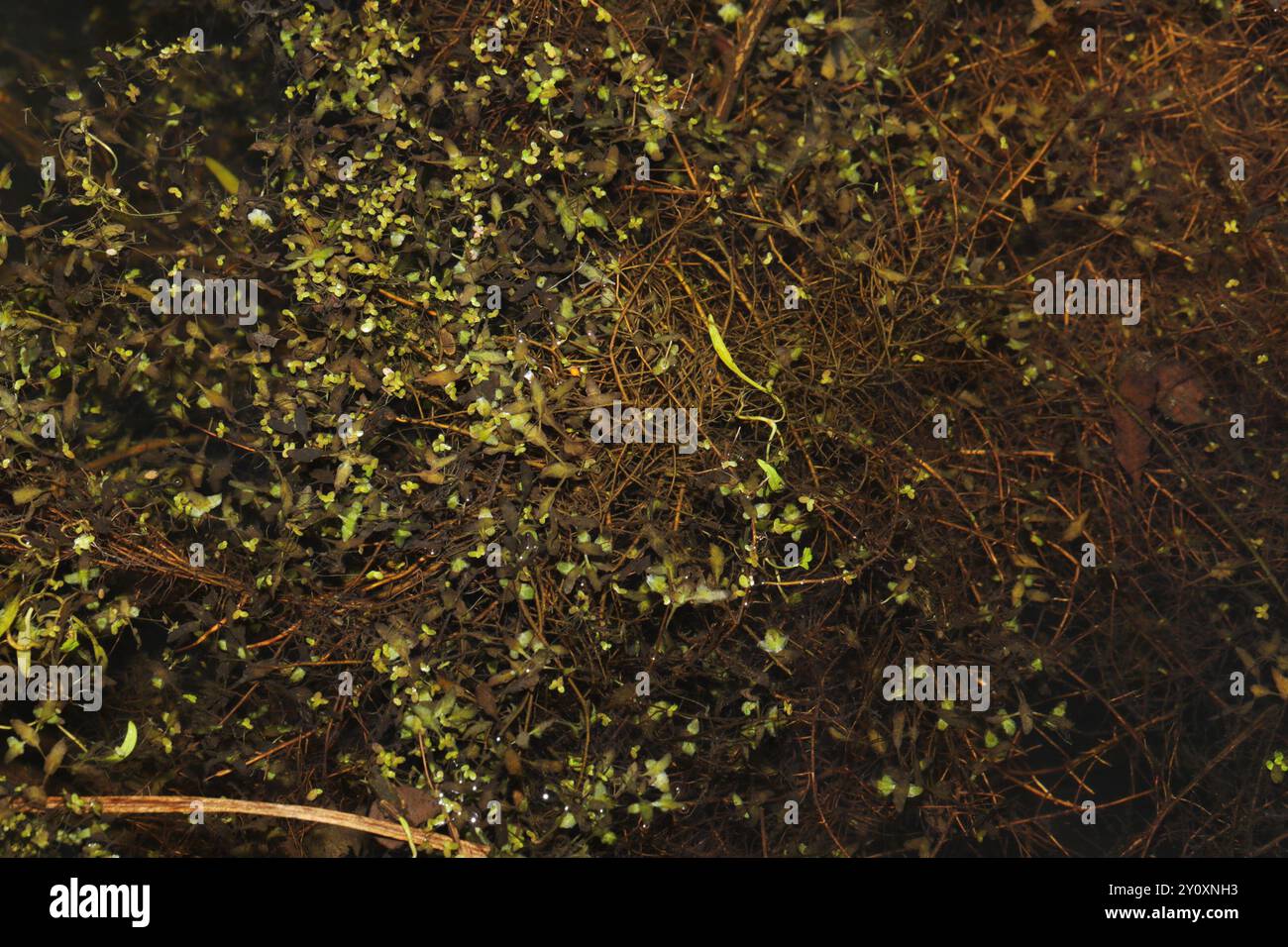 Ivy-leaved Duckweed (Lemna trisulca) Plantae Stock Photo - Alamy