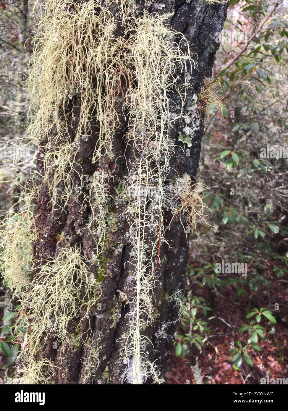 Beard Lichen (Usnea subgracilis) Fungi Stock Photo - Alamy
