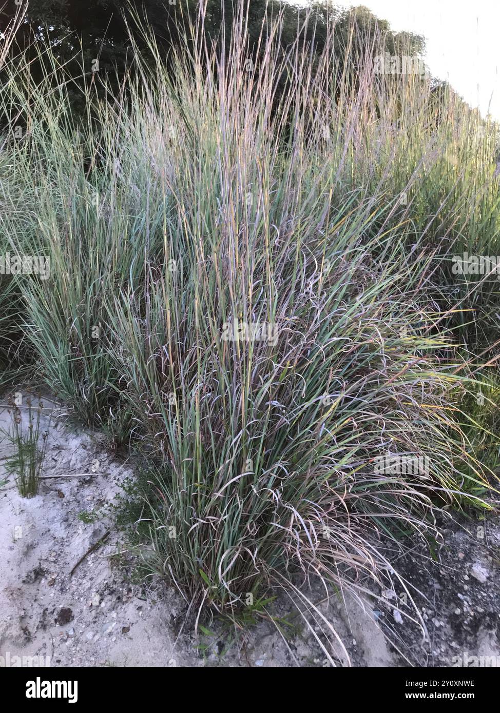 grasses (Poaceae) Plantae Stock Photo - Alamy