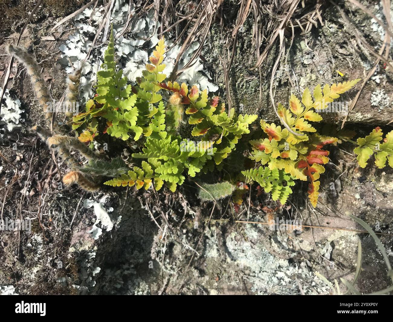 leatherleaf fern (Rumohra adiantiformis) Plantae Stock Photo - Alamy