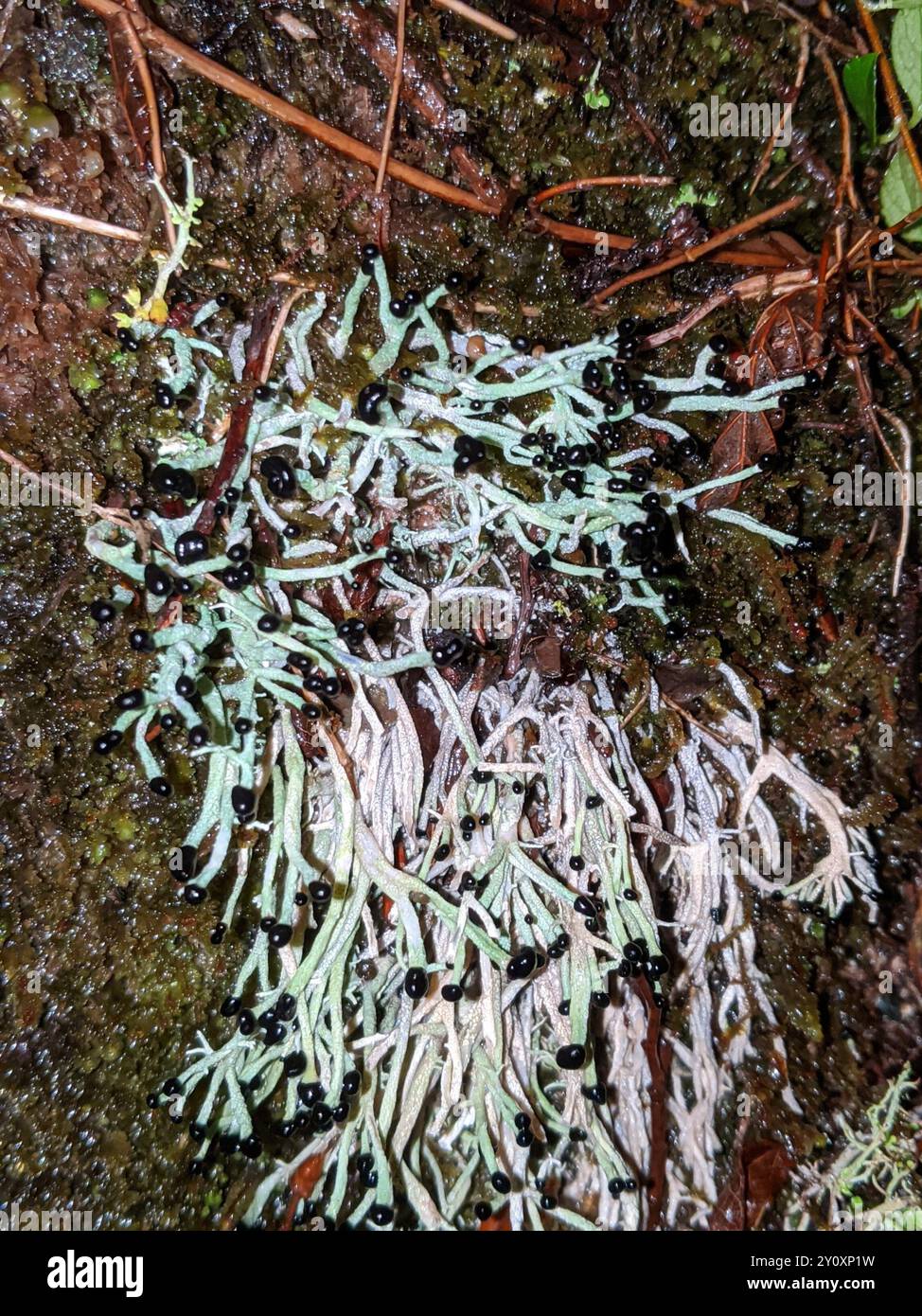 Devil's matchstick (Pilophorus acicularis) Fungi Stock Photo - Alamy