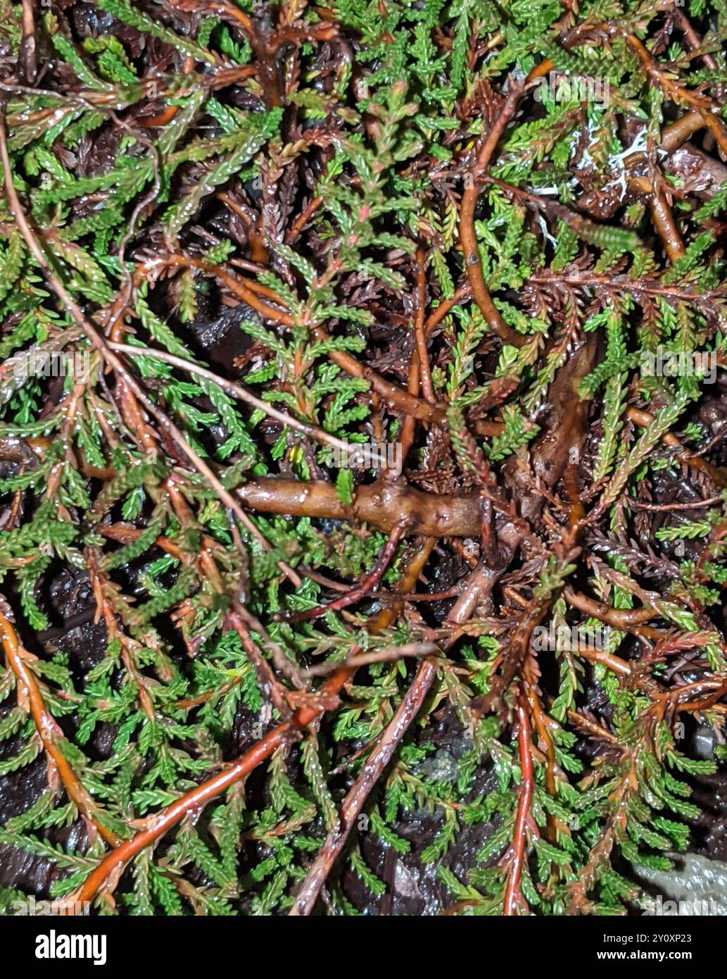 vascular plants (Tracheophyta) Plantae Stock Photo - Alamy
