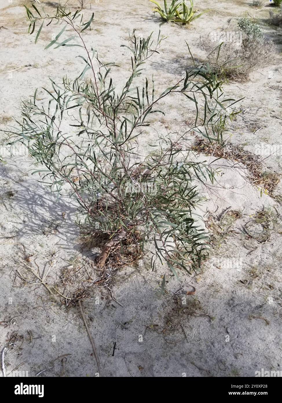 Willow Acacia (Acacia salicina) Plantae Stock Photo - Alamy