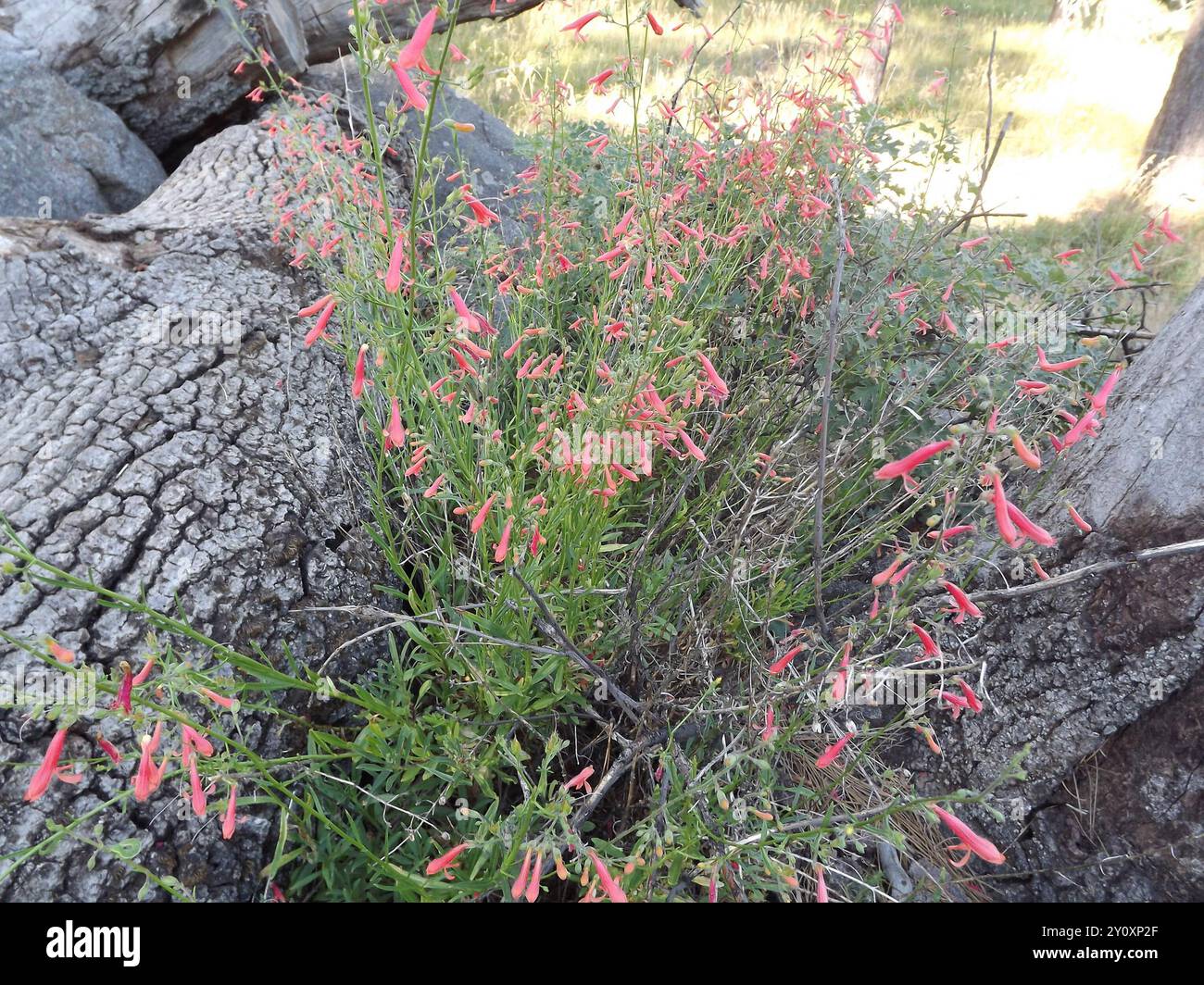 Bridges' penstemon (Penstemon rostriflorus) Plantae Stock Photo - Alamy