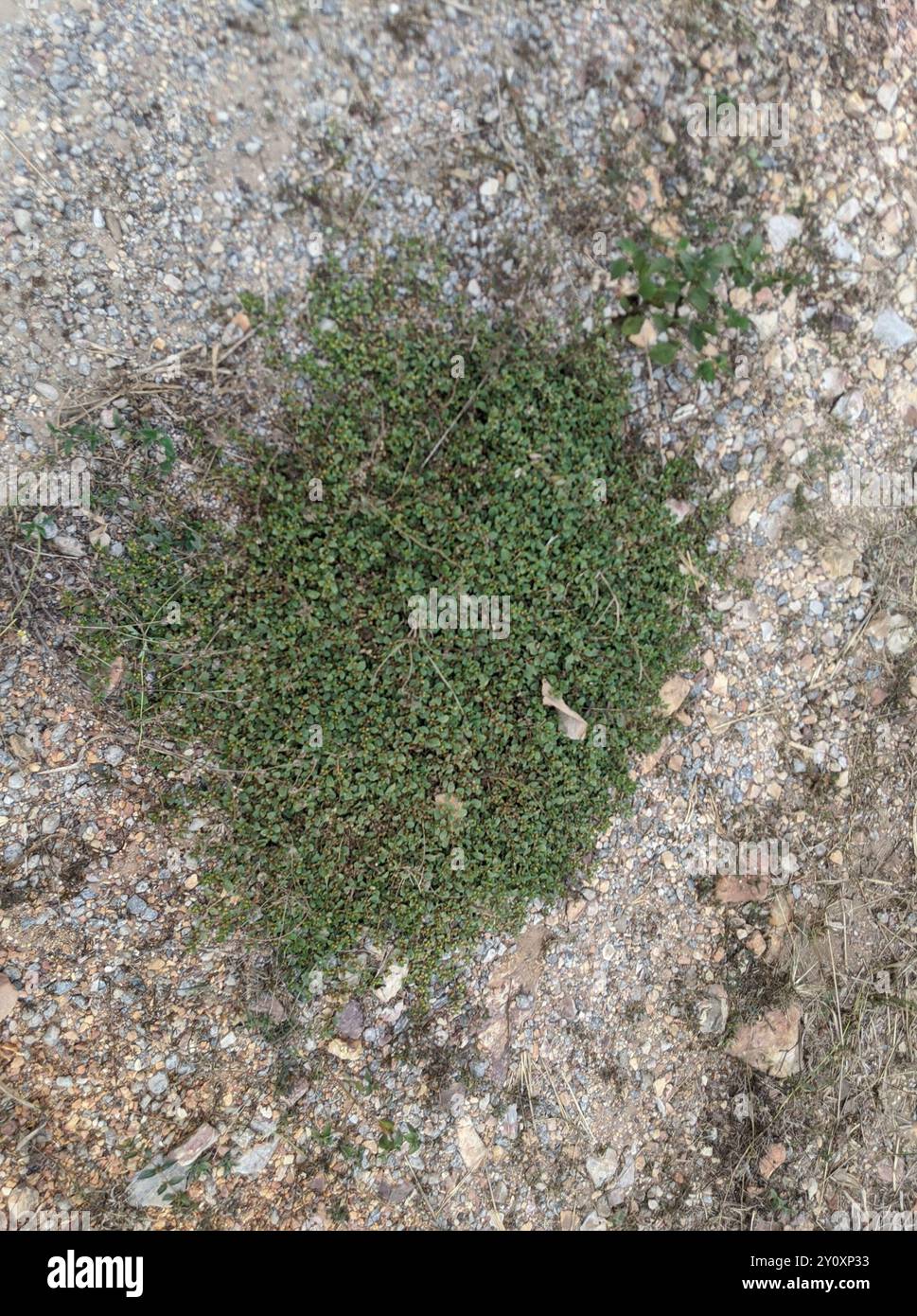 creeping chaffweed (Alternanthera pungens) Plantae Stock Photo - Alamy