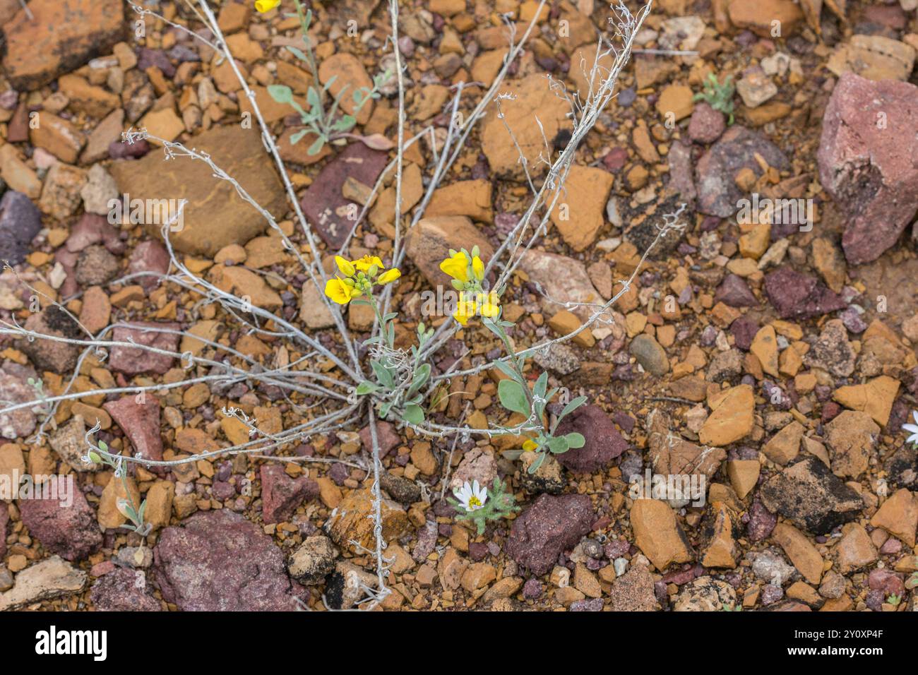 Gordon's bladderpod (Physaria gordonii) Plantae Stock Photo - Alamy