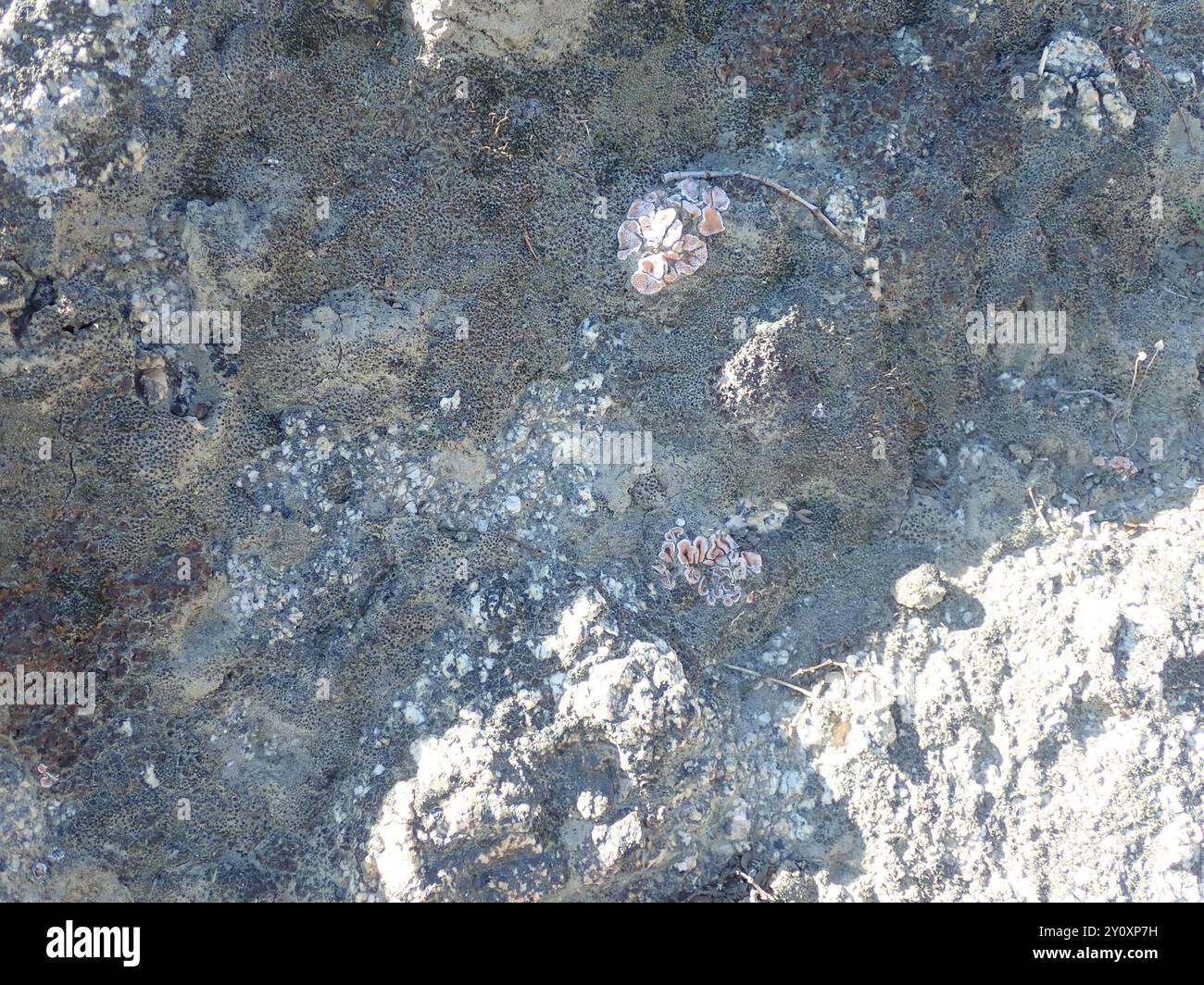 Blushing Scale (Psora decipiens) Fungi Stock Photo - Alamy