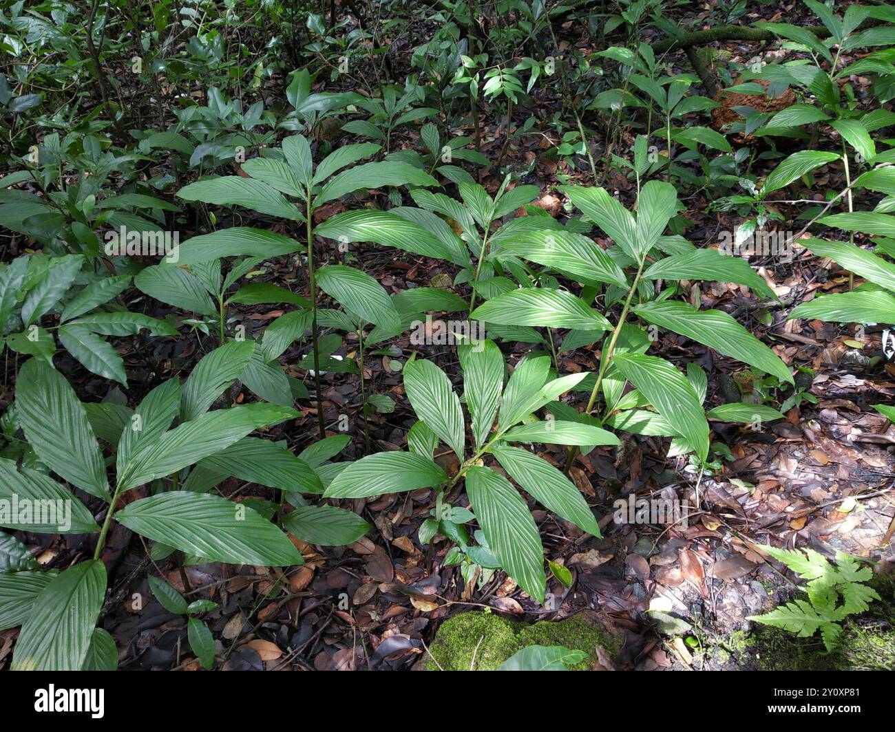 (Zingiber roseum) Plantae Stock Photo - Alamy