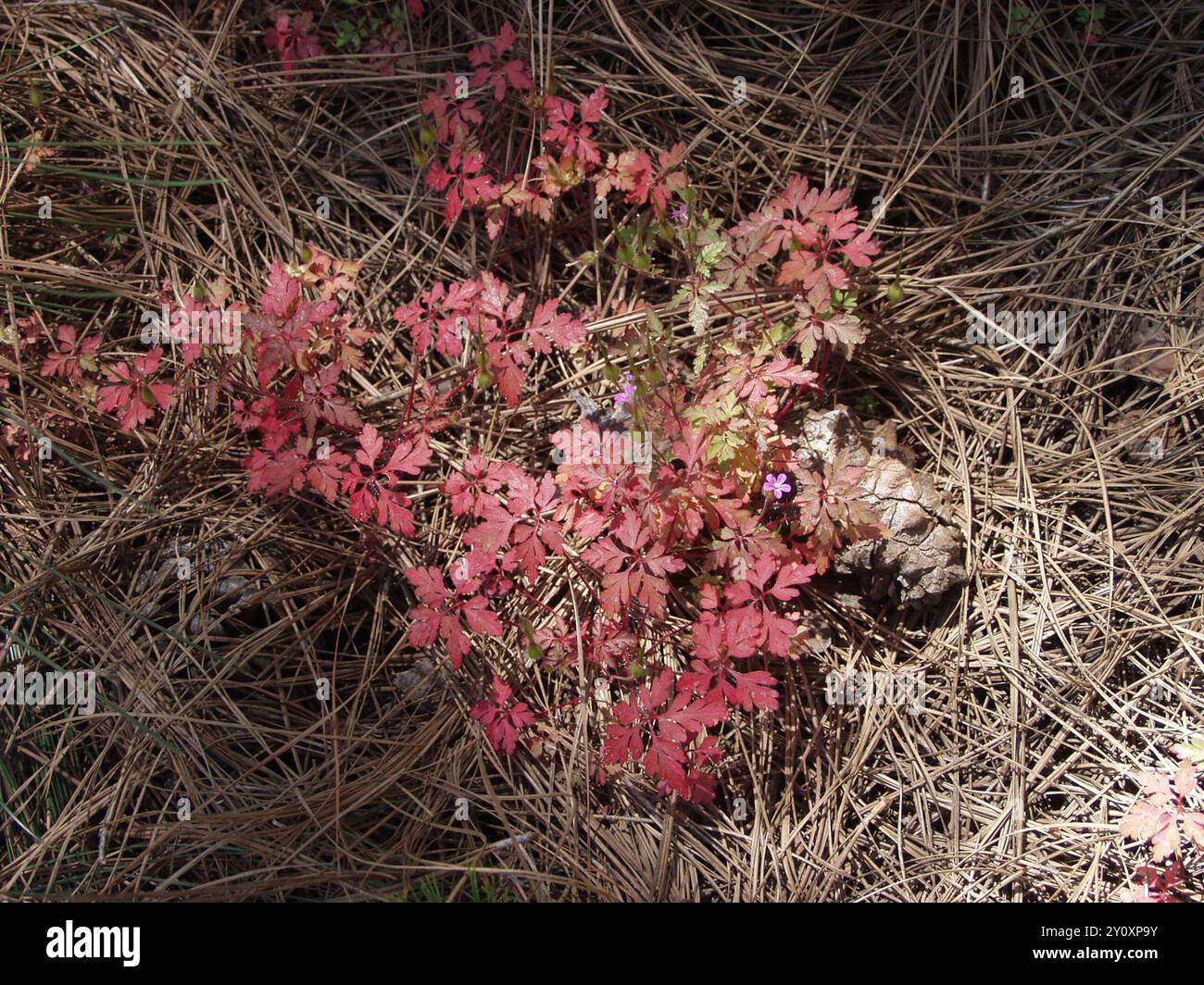 Little-Robin (Geranium purpureum) Plantae Stock Photo - Alamy