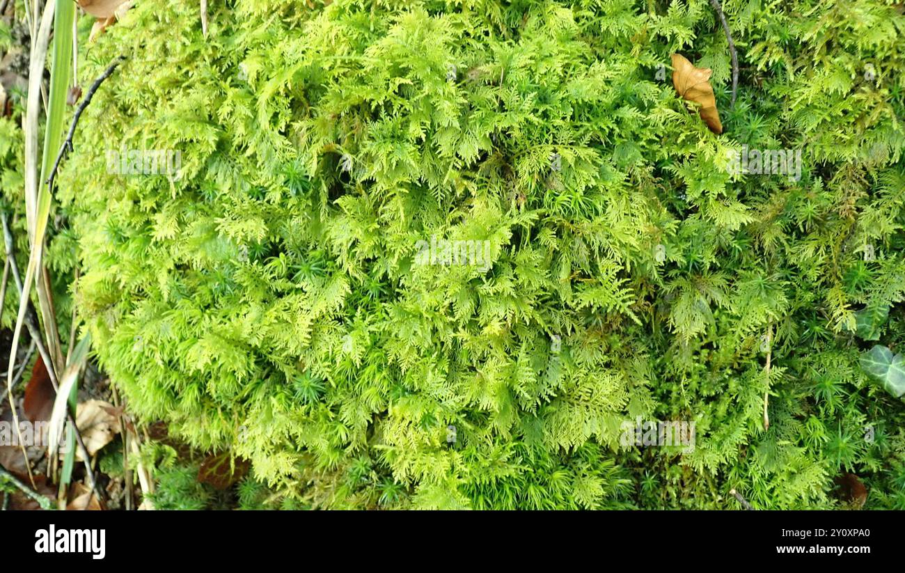 fern mosses (Thuidium) Plantae Stock Photo - Alamy