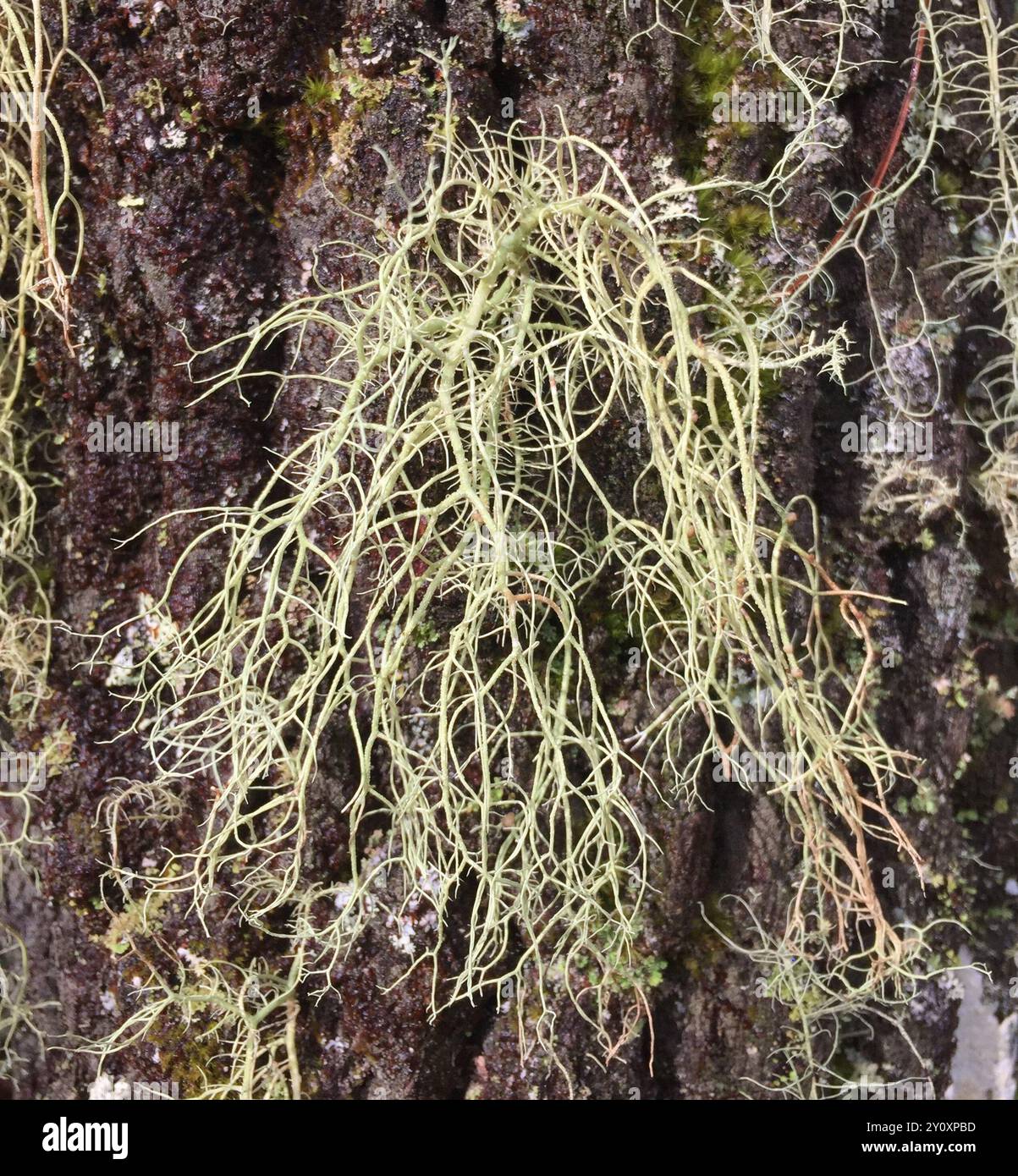 Beard Lichen (Usnea subgracilis) Fungi Stock Photo - Alamy