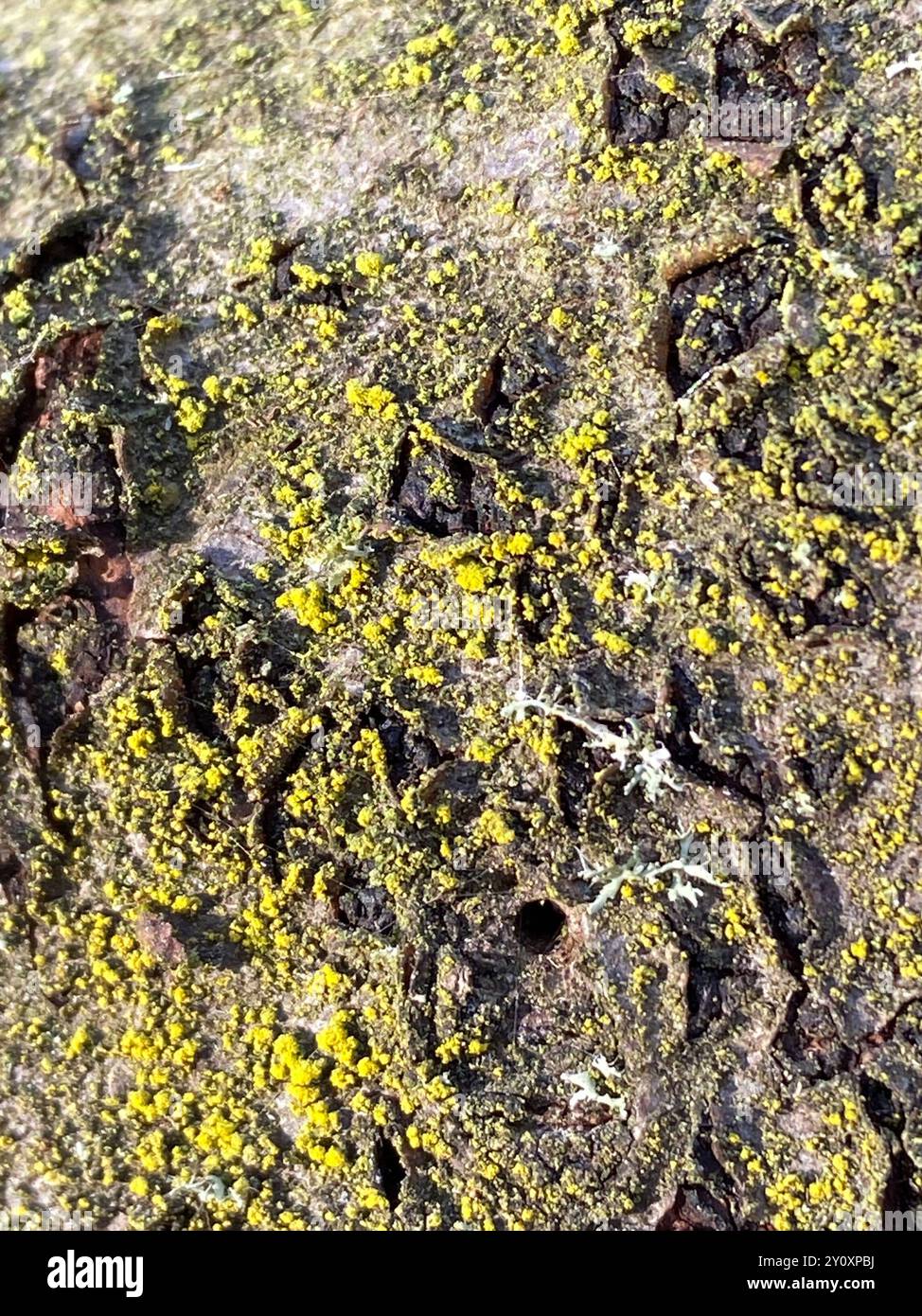 Powdery Goldspeck (Candelariella efflorescens) Fungi Stock Photo - Alamy