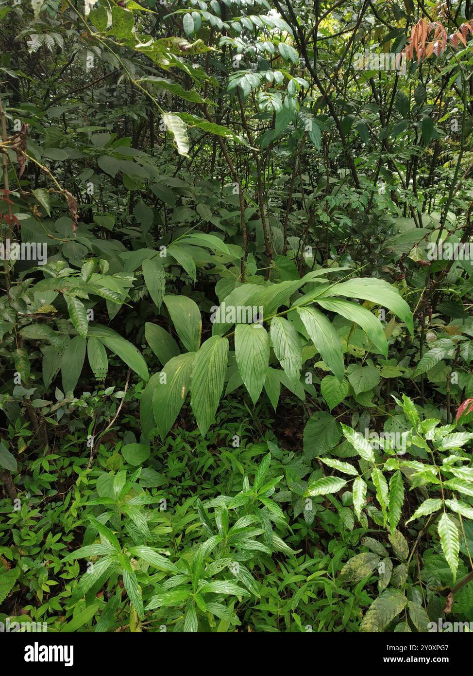 (Zingiber roseum) Plantae Stock Photo - Alamy