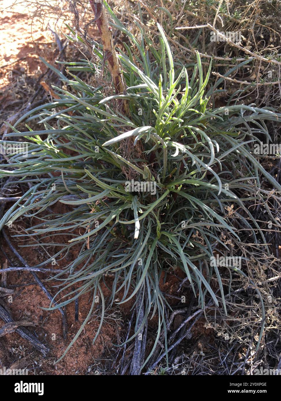 Riddell's ragwort (Senecio riddellii) Plantae Stock Photo - Alamy