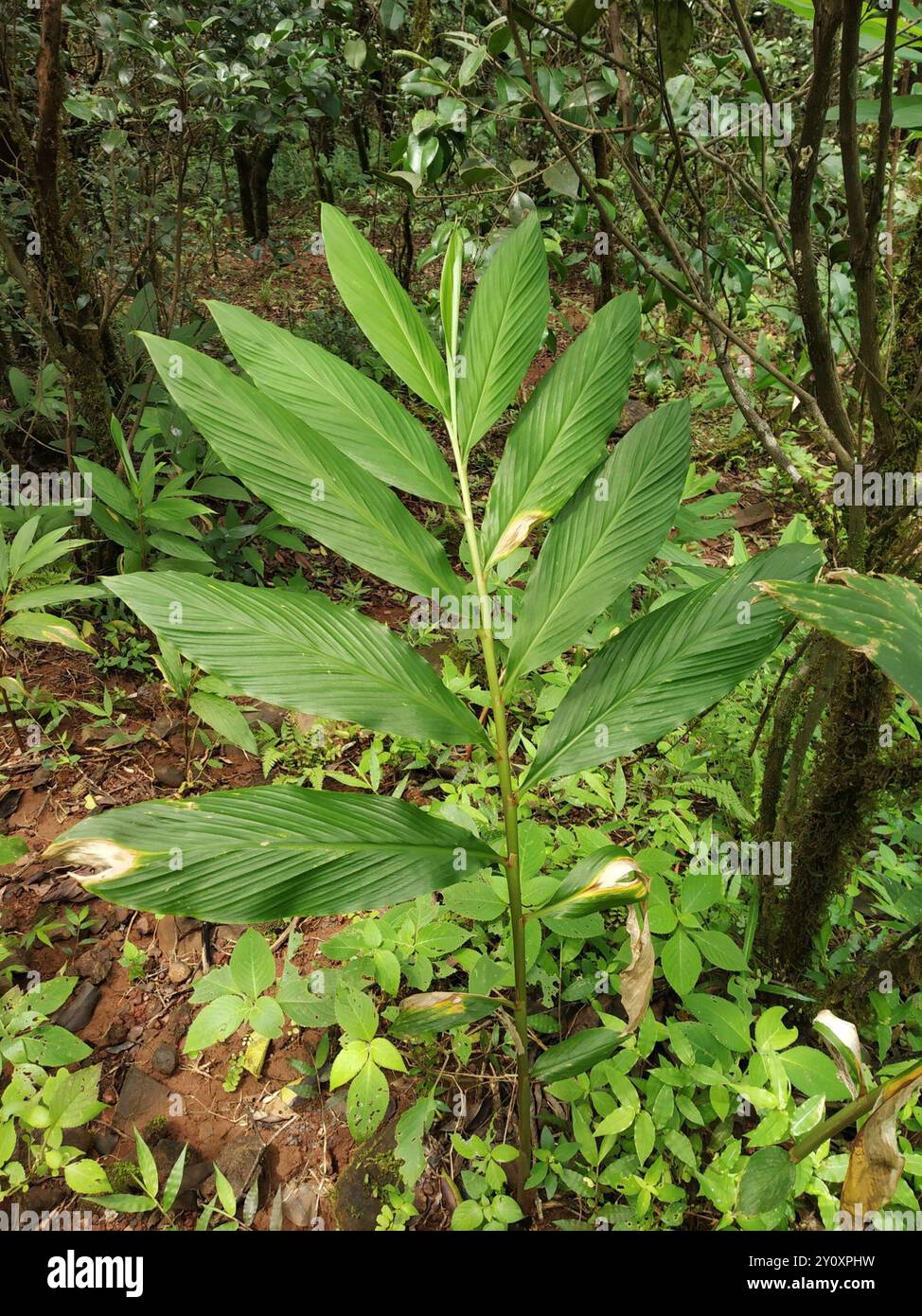 (Zingiber roseum) Plantae Stock Photo - Alamy