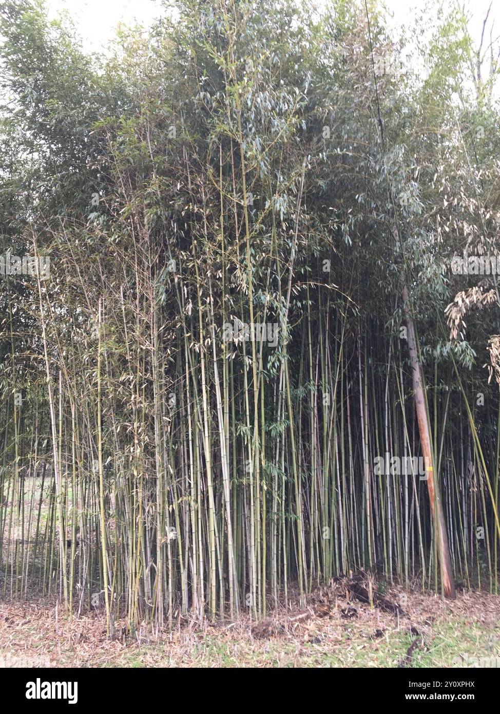 fishpole bamboo (Phyllostachys aurea) Plantae Stock Photo - Alamy