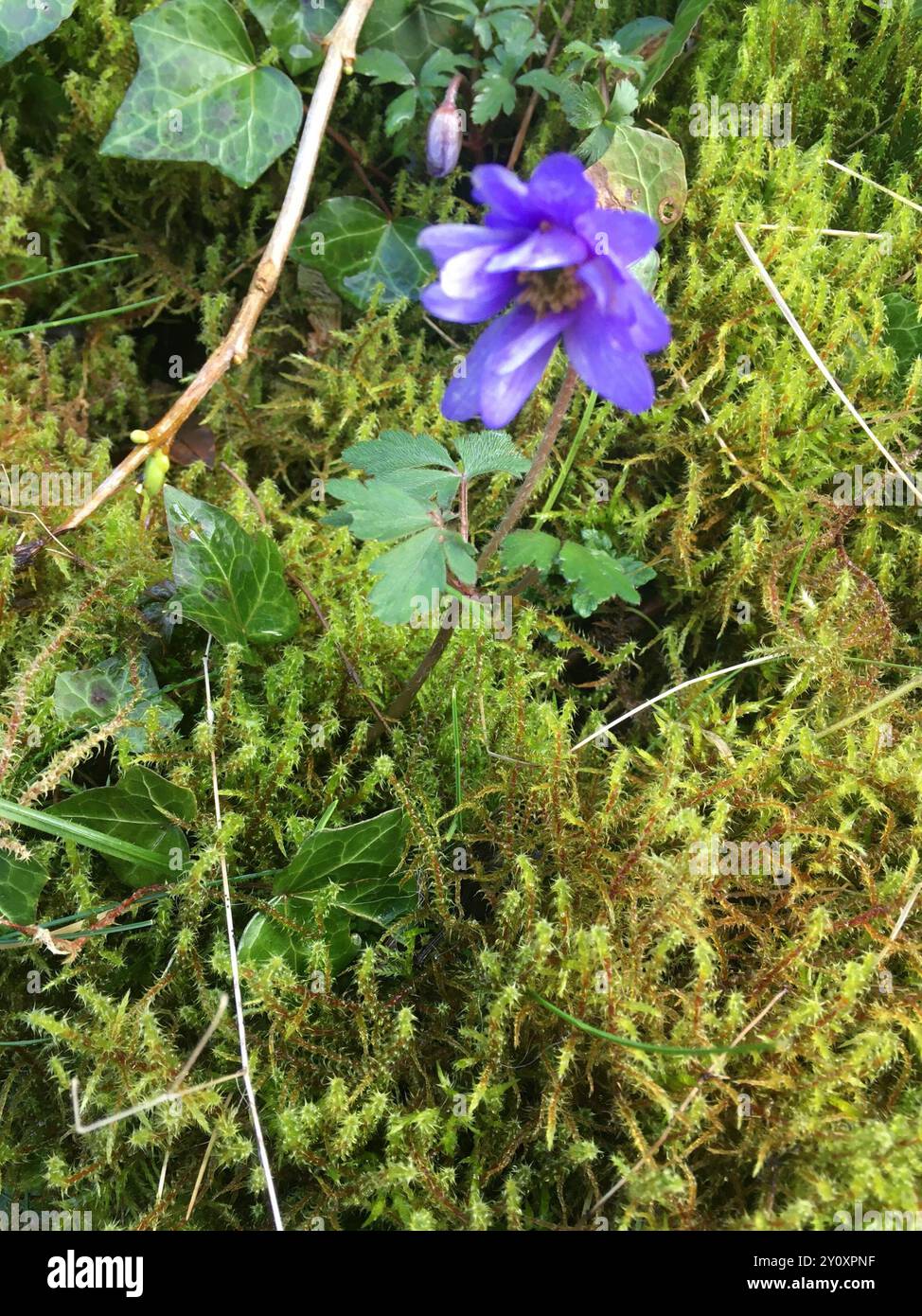 Greek Anemone (Anemonoides blanda) Plantae Stock Photo - Alamy