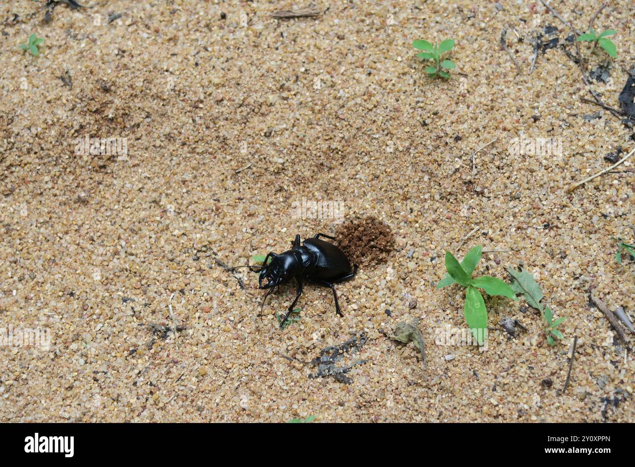 Monster Tiger Beetles (Manticora) Insecta Stock Photo - Alamy