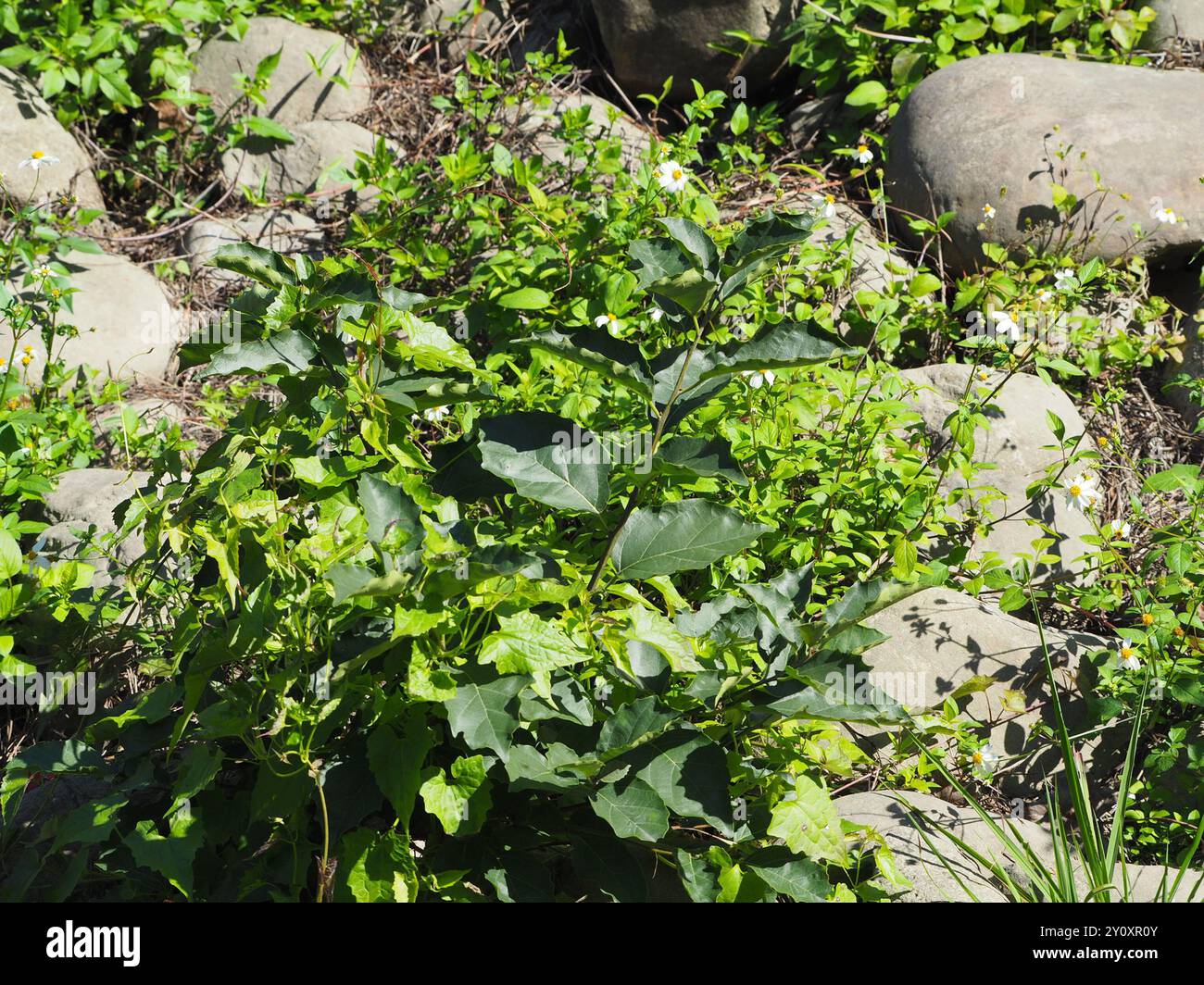 Clammy Cherry (Cordia dichotoma) Plantae Stock Photo - Alamy