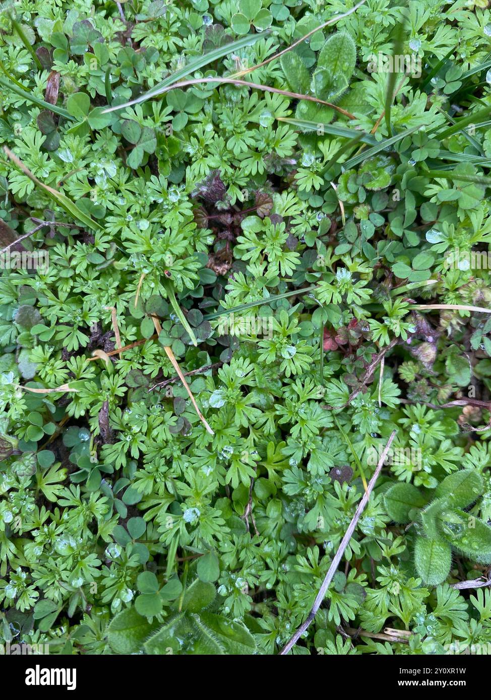 Slender parsley-piert (Alchemilla australis) Plantae Stock Photo - Alamy