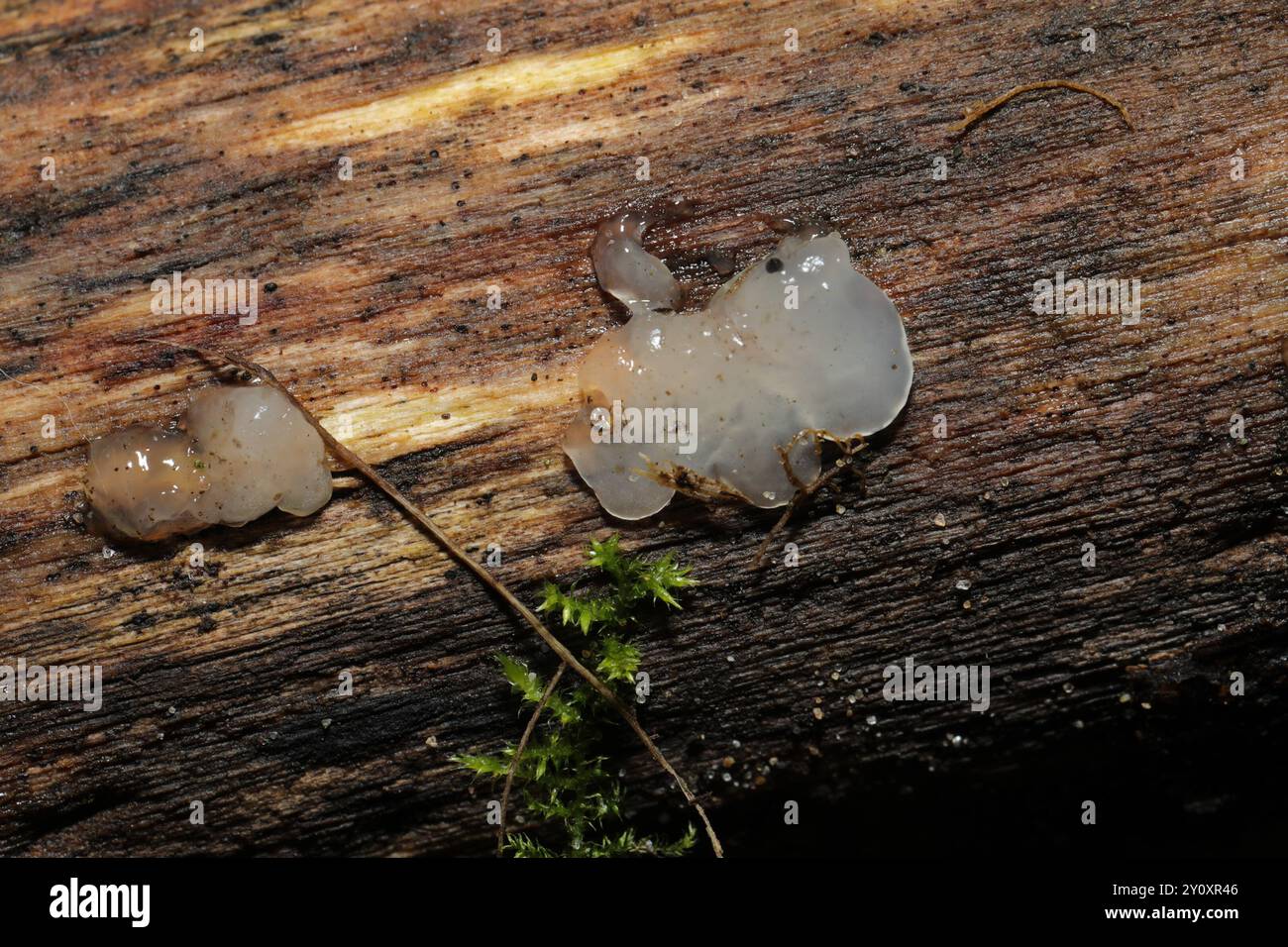 Crystal brain fungi hi-res stock photography and images - Alamy