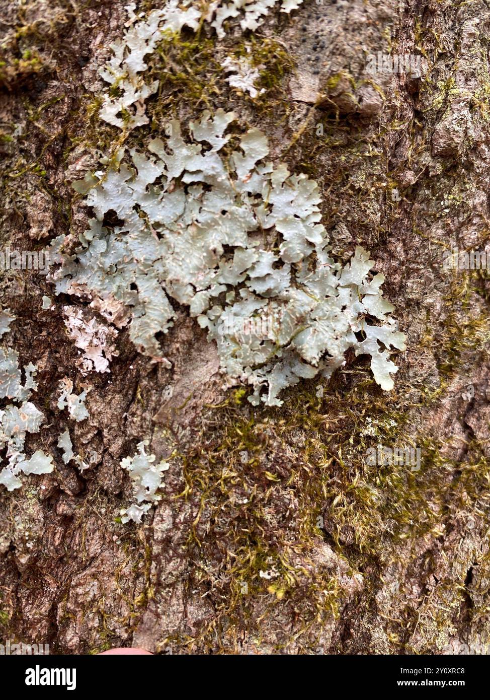 shield lichens (Parmelia) Fungi Stock Photo - Alamy