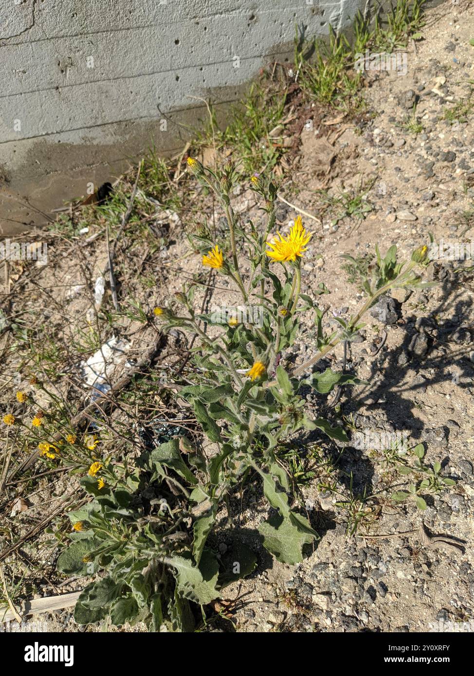 Telegraphweed (Heterotheca grandiflora) Plantae Stock Photo - Alamy