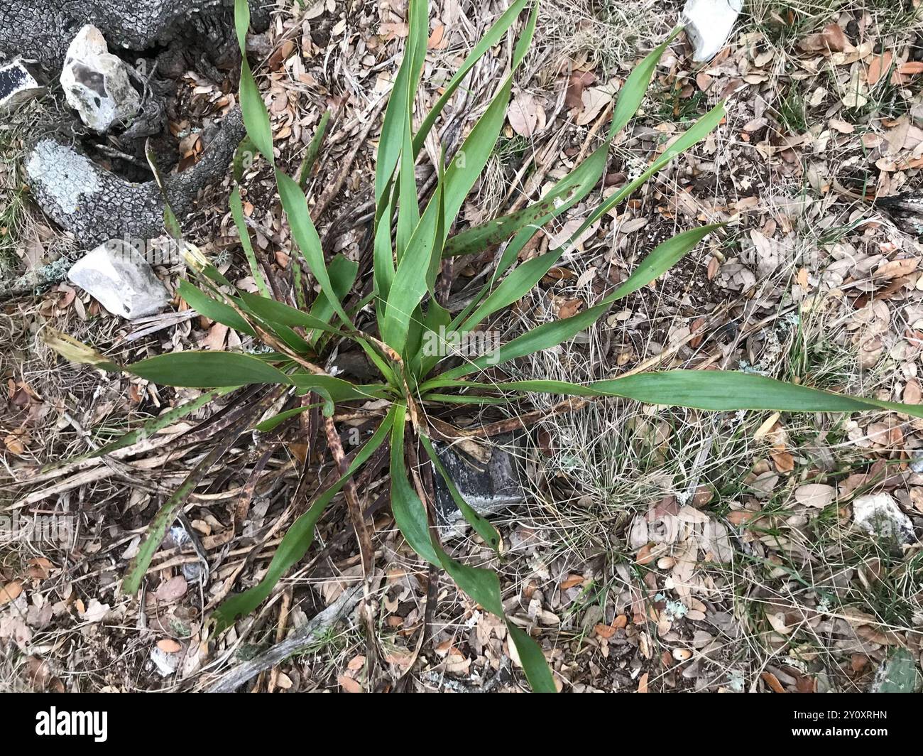 Twisted-leaf Yucca (Yucca rupicola) Plantae Stock Photo - Alamy