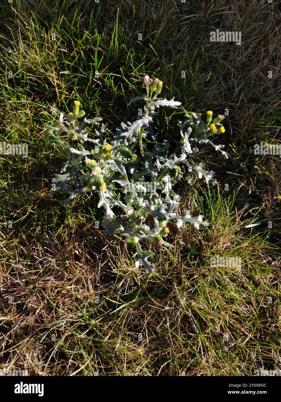 common groundsel (Senecio vulgaris) Plantae Stock Photo - Alamy