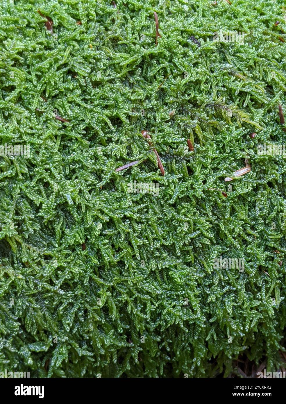 Hygrohypnum Moss (Hygrohypnella ochracea) Plantae Stock Photo - Alamy