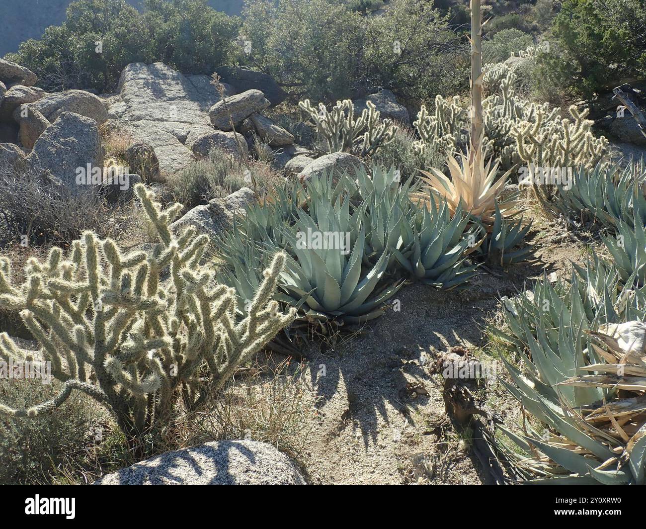 desert agave (Agave deserti) Plantae Stock Photo - Alamy