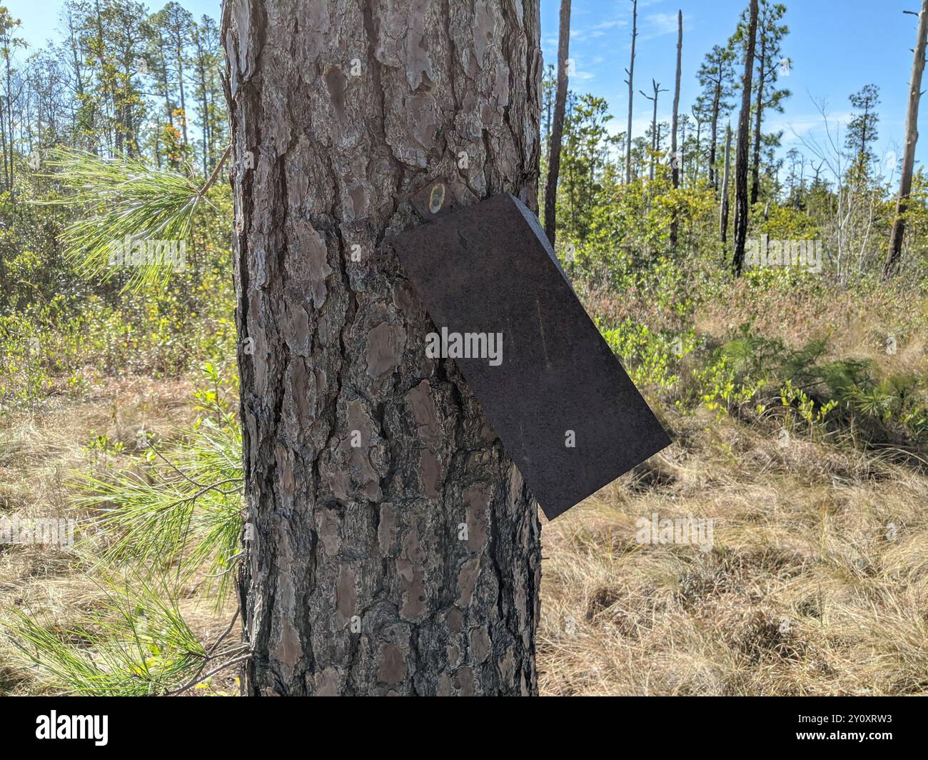 pond pine (Pinus serotina) Plantae Stock Photo - Alamy