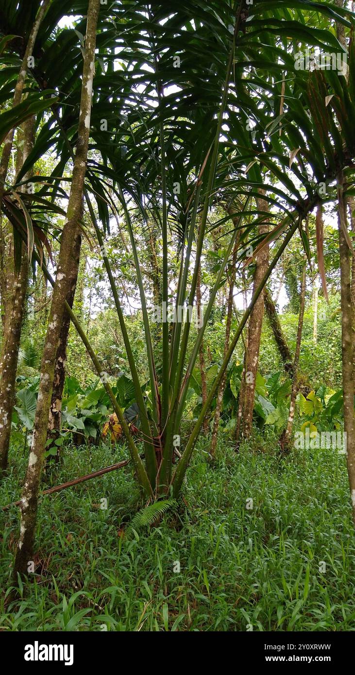 Ivory nut palm hi-res stock photography and images - Alamy